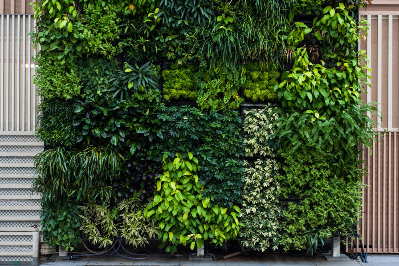 Vertikálna záhrada: Ako ju vytvoriť a čo v nej vysadiť ...